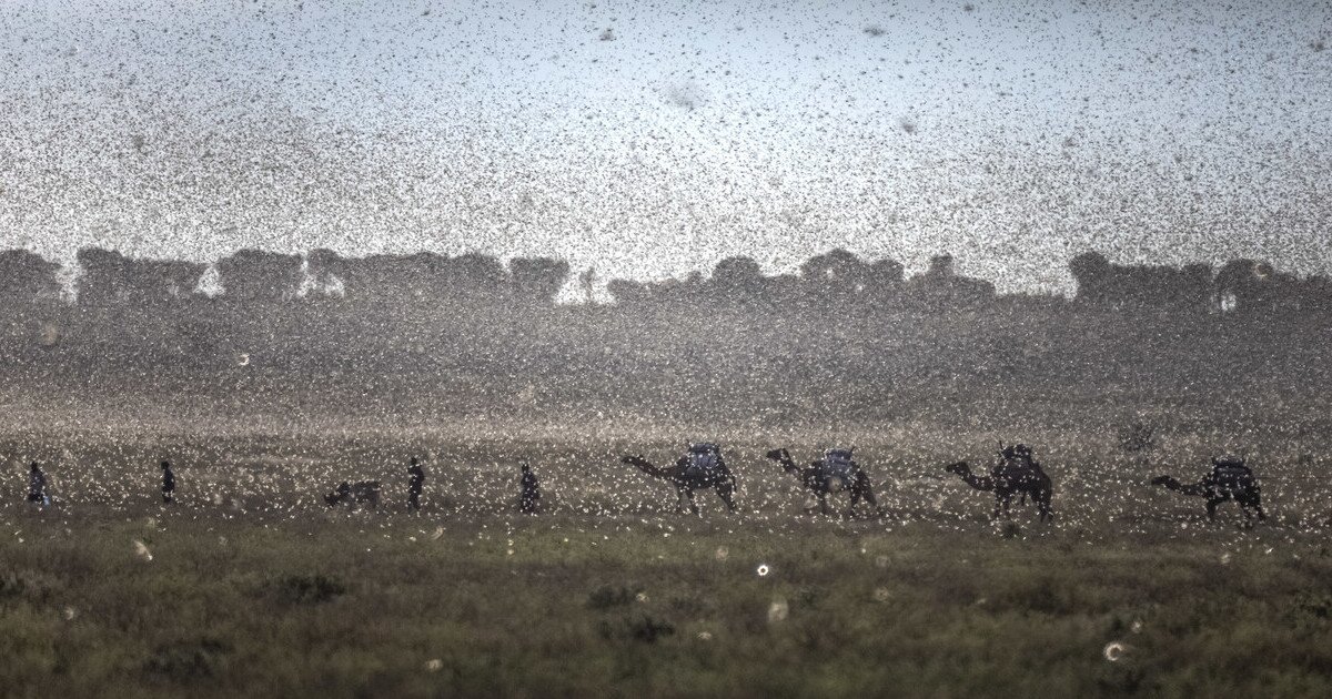 New swarms of locusts threaten to increase hunger in East Africa ...